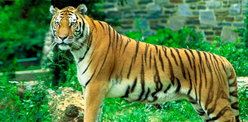 Bioparco, nuova area per le tigri di Sumatra